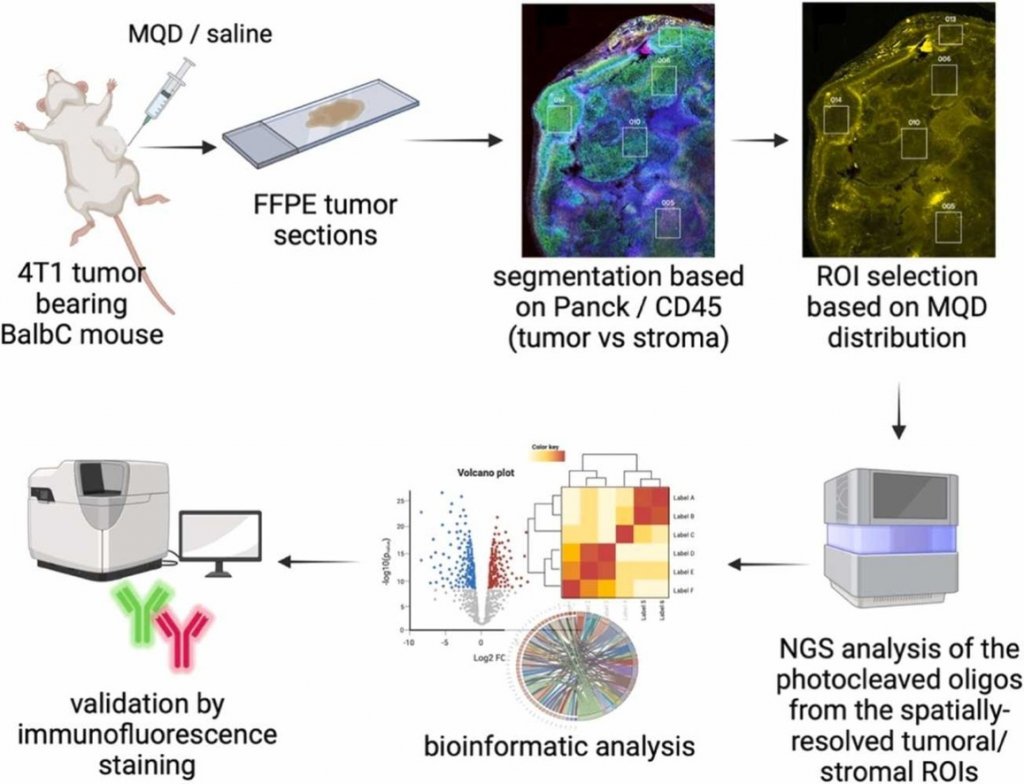 How MXene Quantum Dots are Revolutionizing Cancer Treatment - Khalifa ...